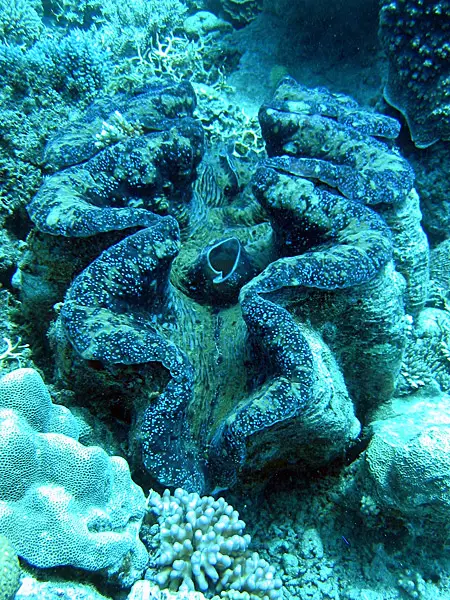 Bivalve - New World Encyclopedia