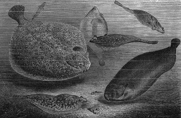 Flounder - New World Encyclopedia