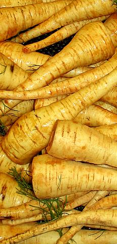 Parsnip - New World Encyclopedia