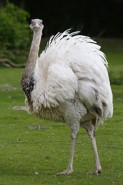 Rhea (bird) - New World Encyclopedia