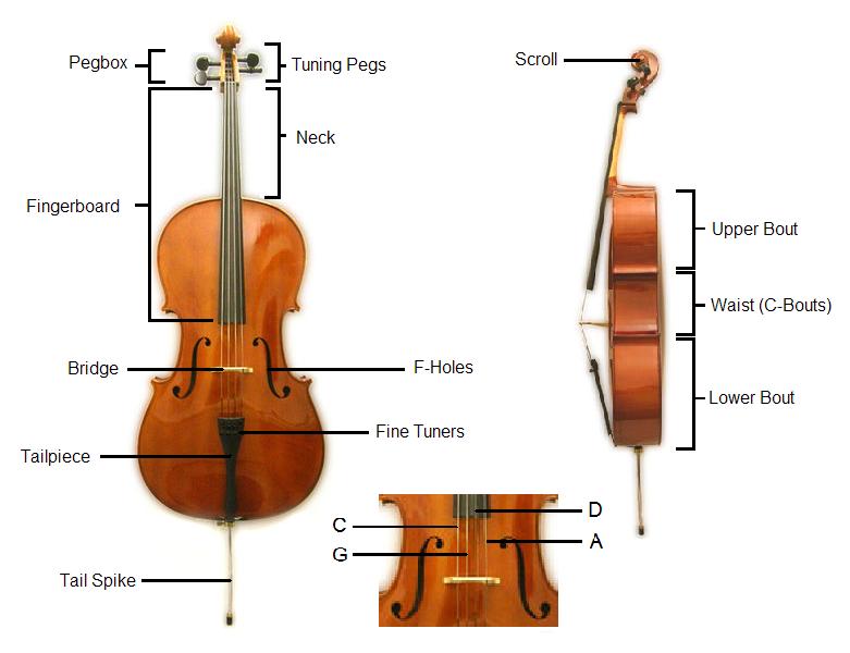 Cello - New World Encyclopedia