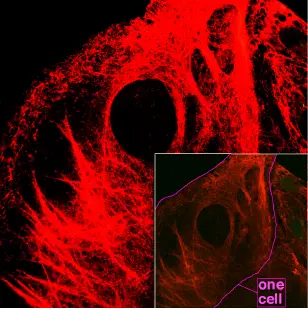 Keratin - New World Encyclopedia