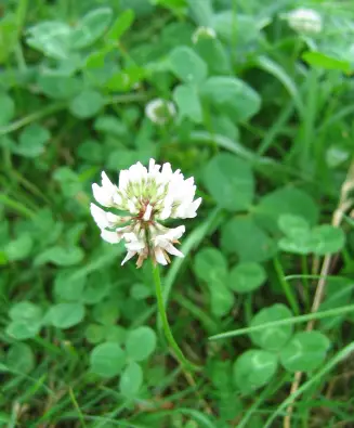 Clover - New World Encyclopedia