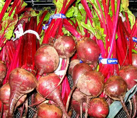 Beet - New World Encyclopedia
