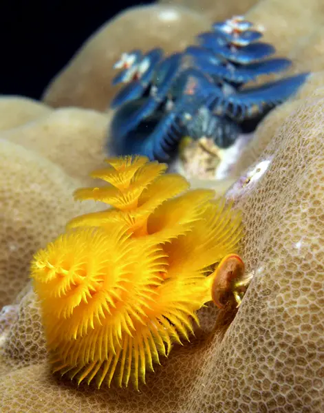 Polychaete - New World Encyclopedia
