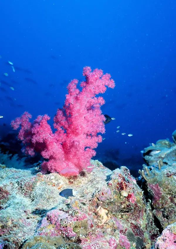 Coral - New World Encyclopedia