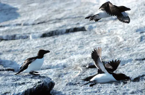 Auk - New World Encyclopedia