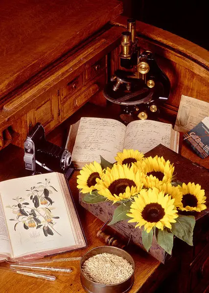 Botany - New World Encyclopedia