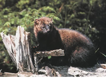 Fisher (animal) - New World Encyclopedia