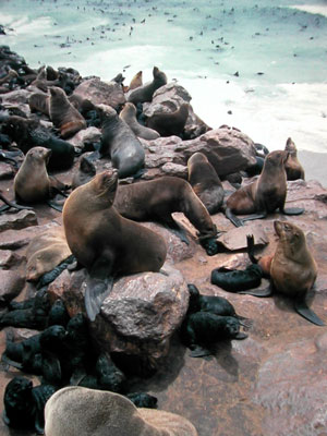 Pinniped - New World Encyclopedia