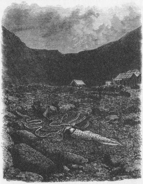 Giant squid - New World Encyclopedia