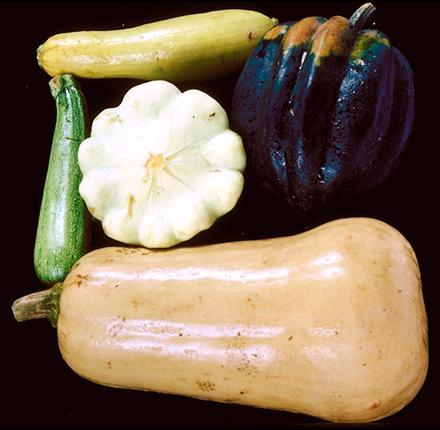 Squash (plant) - New World Encyclopedia
