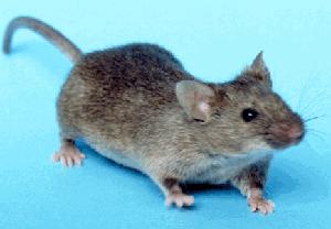 Mouse - New World Encyclopedia