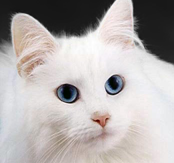Cat New World Encyclopedia