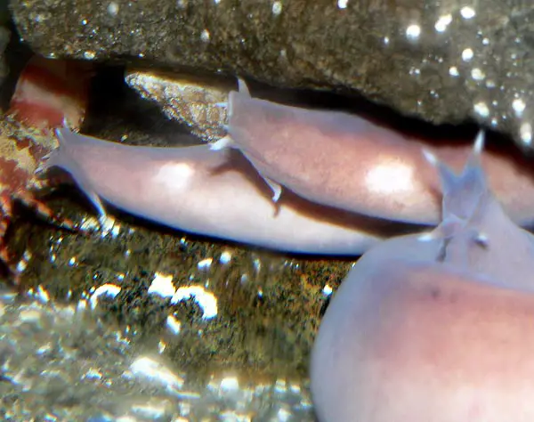 Hagfish - New World Encyclopedia