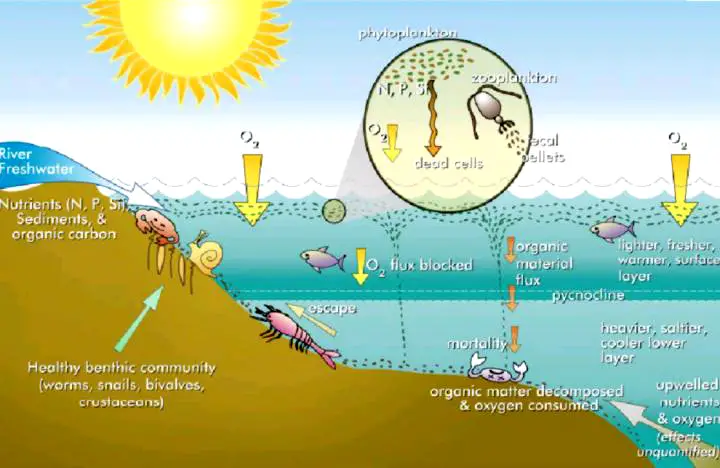 Eutrophication - New World Encyclopedia