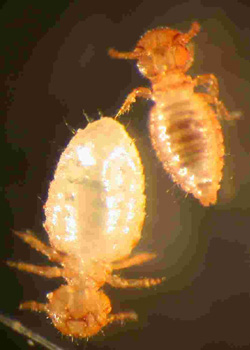 Louse - New World Encyclopedia