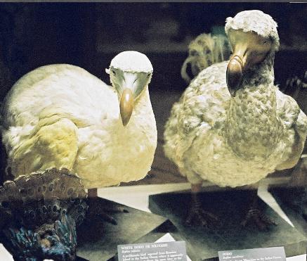 Dodo - New World Encyclopedia
