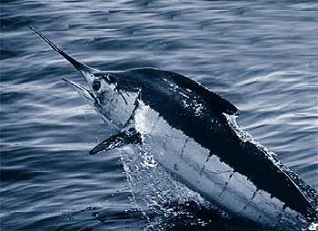 Billfish - New World Encyclopedia