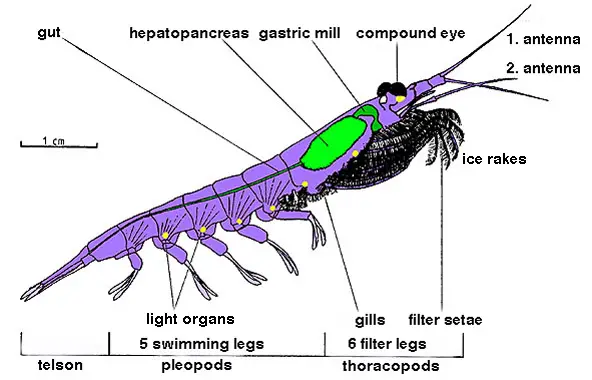 Krill - New World Encyclopedia
