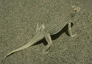 Lizard - New World Encyclopedia