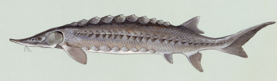 Sturgeon - New World Encyclopedia