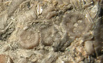 Crinoid - New World Encyclopedia
