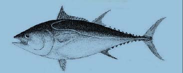 Bluefin tuna - New World Encyclopedia