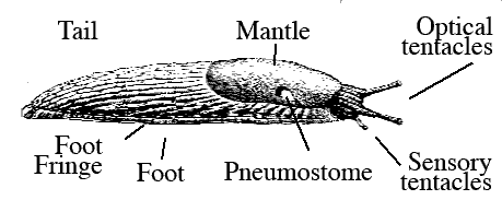 Slug - New World Encyclopedia