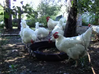 Chicken - New World Encyclopedia