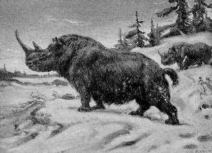 Woolly rhinoceros - New World Encyclopedia