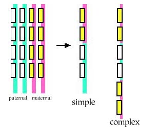 Genetic recombination - New World Encyclopedia