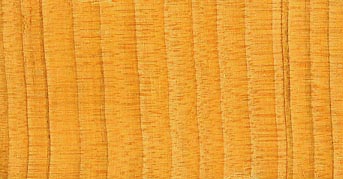 Cedar - New World Encyclopedia