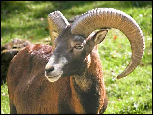 Sheep - New World Encyclopedia