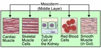 Germ layer - New World Encyclopedia