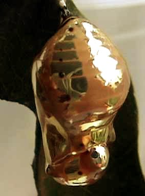 Pupa - New World Encyclopedia