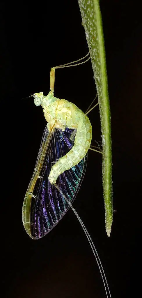 Mayfly - New World Encyclopedia