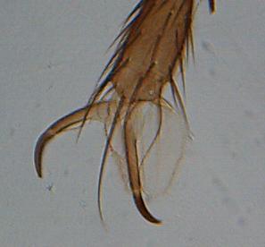 Fly - New World Encyclopedia