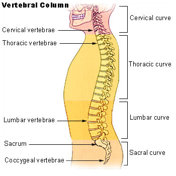 Spinal cord - New World Encyclopedia