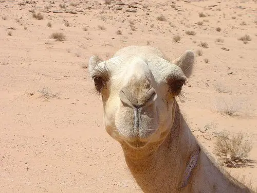 Camel - New World Encyclopedia
