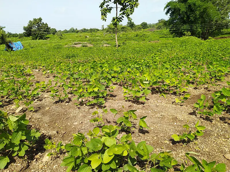 Soybean - New World Encyclopedia