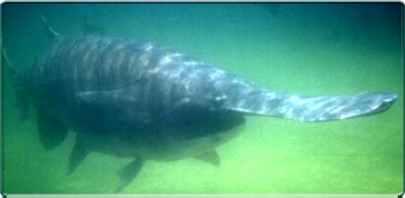 Paddlefish - New World Encyclopedia