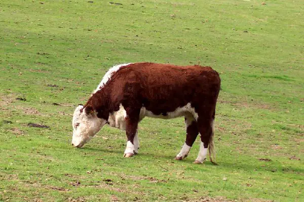 Cattle - New World Encyclopedia
