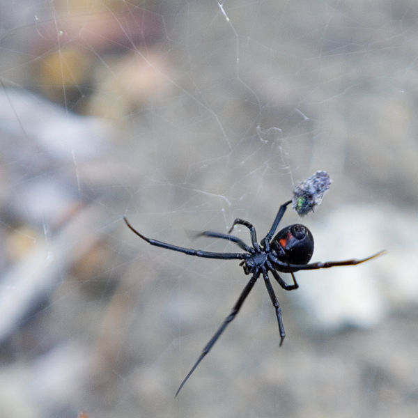 Black widow spider - New World Encyclopedia