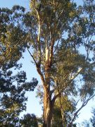 Eucalyptus - New World Encyclopedia