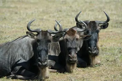Wildebeest - New World Encyclopedia