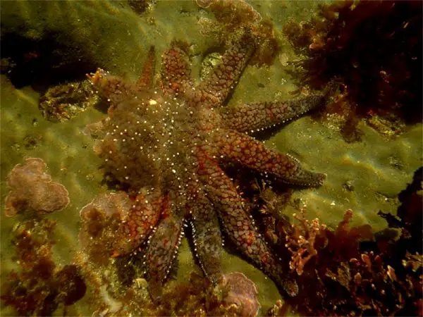 Starfish - New World Encyclopedia