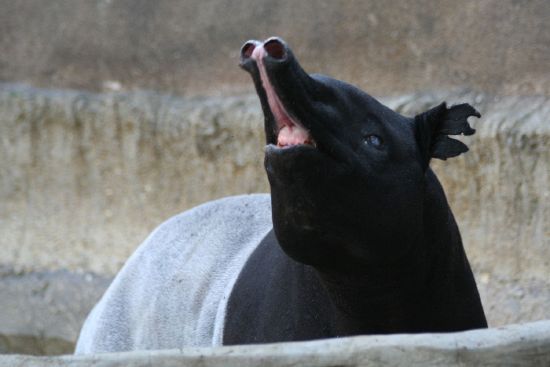 Tapir - New World Encyclopedia