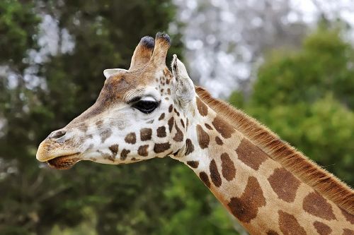 Giraffe - New World Encyclopedia