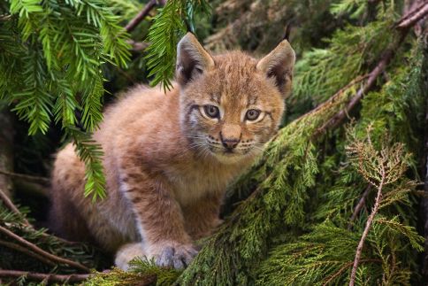 Lynx - New World Encyclopedia